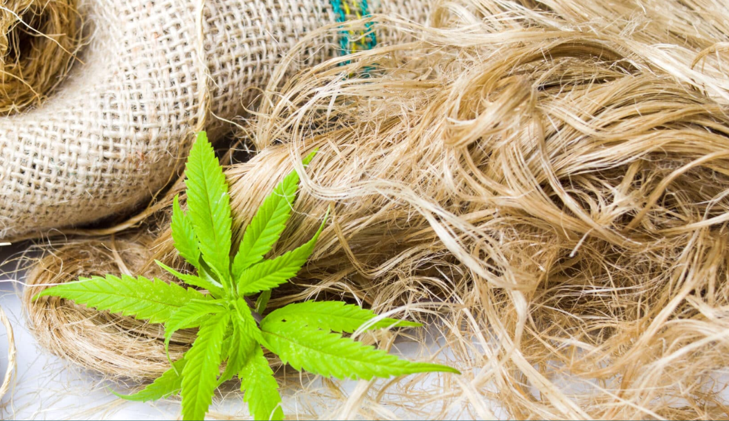 Interesting Facts About Hemp Fibers Ecs Brands